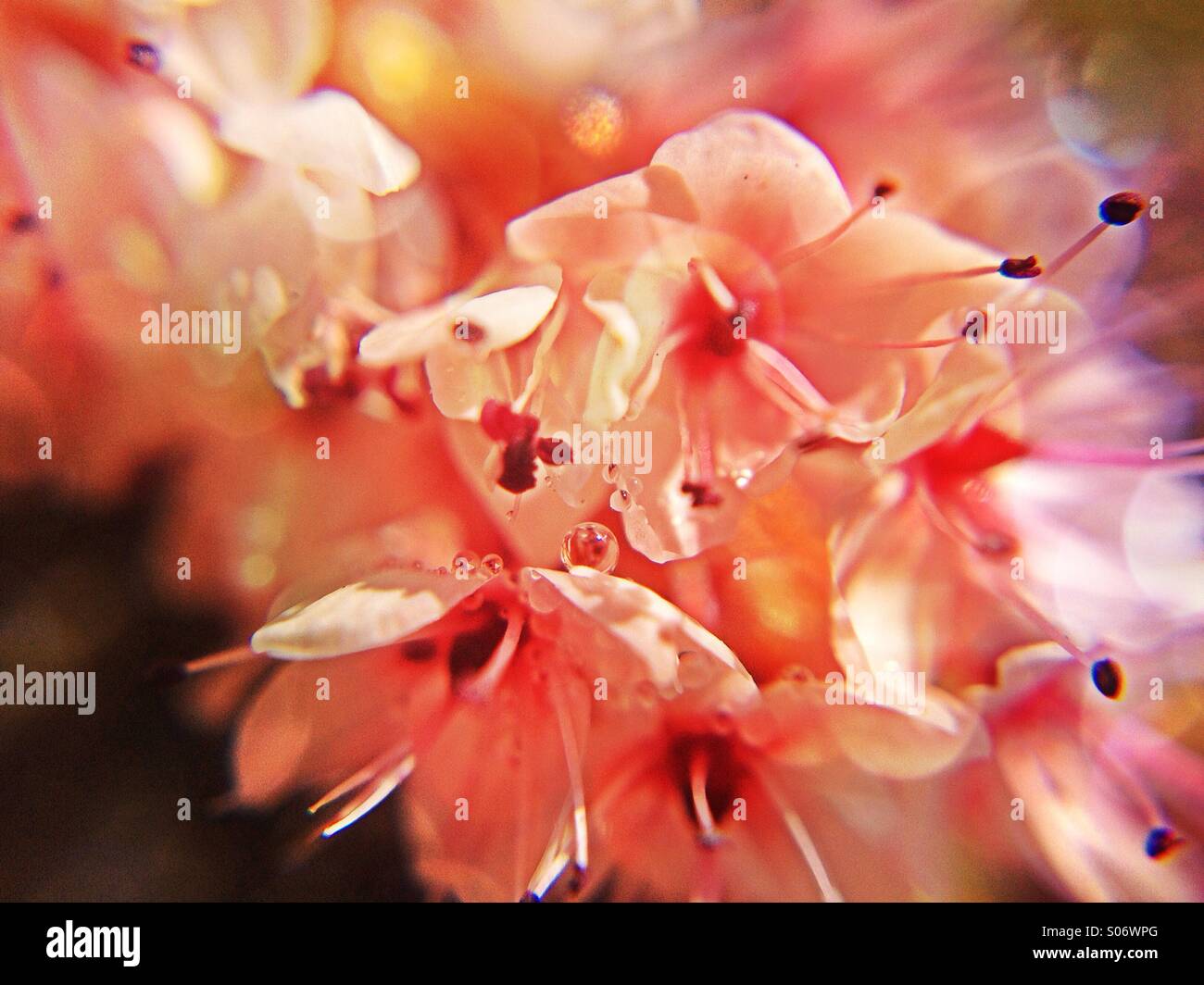 Persicaria affinis flower Stock Photo - Alamy
