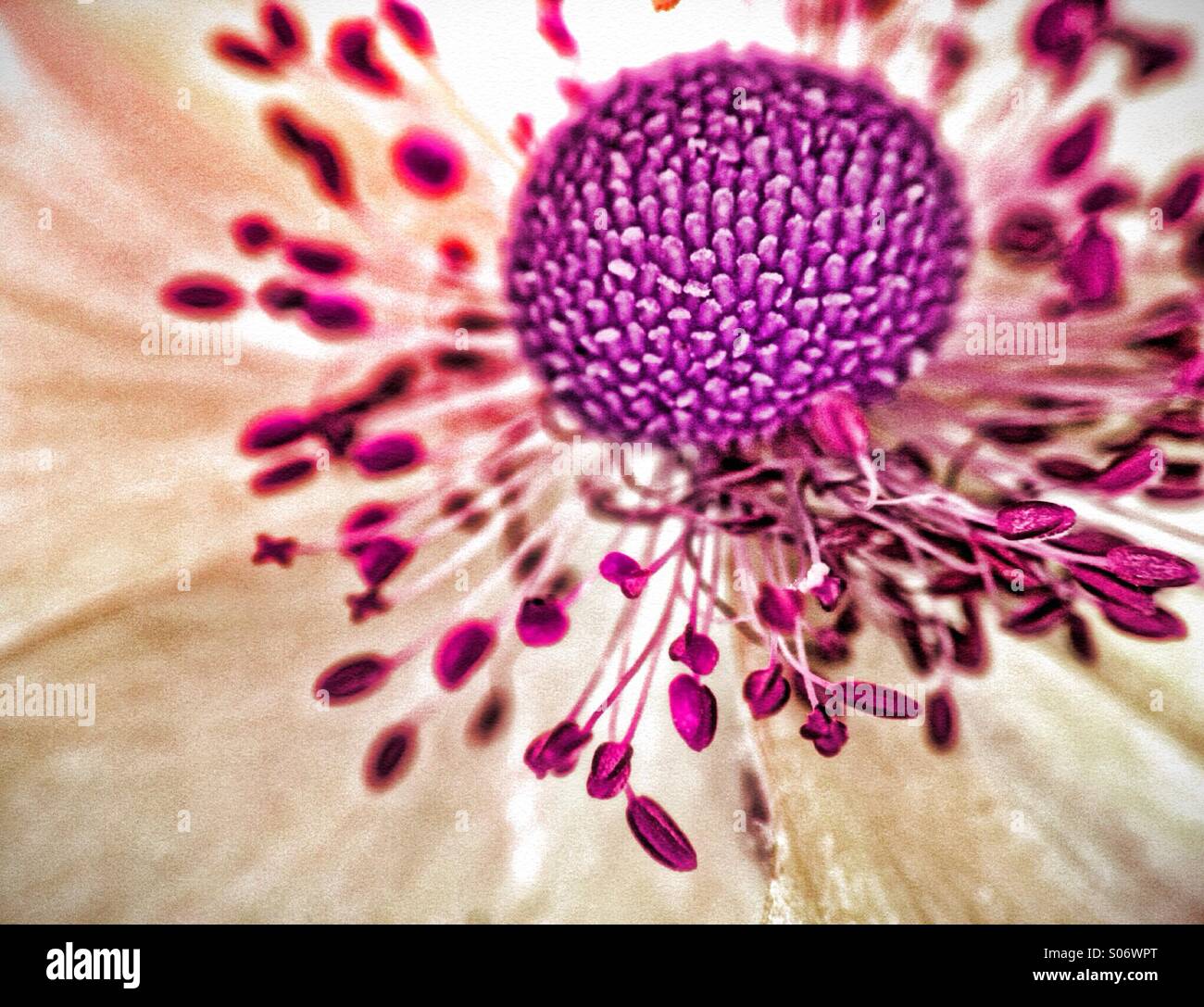 Colour change on Japanese anemone Stock Photo - Alamy