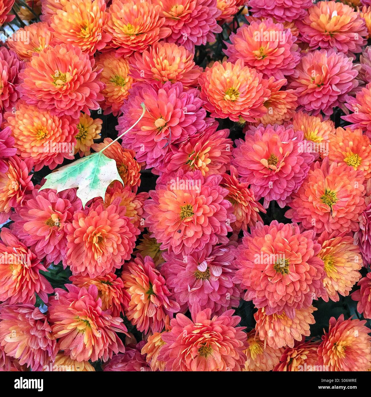 Fallen leaf on top of brightly coloured autumn flowers Stock Photo - Alamy