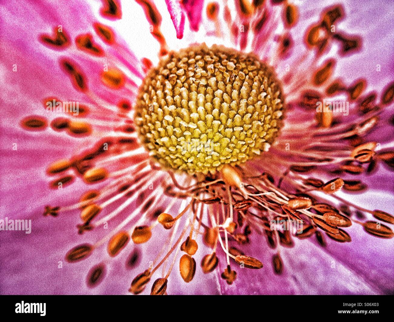 Close up of a Japanese anemone Stock Photo - Alamy