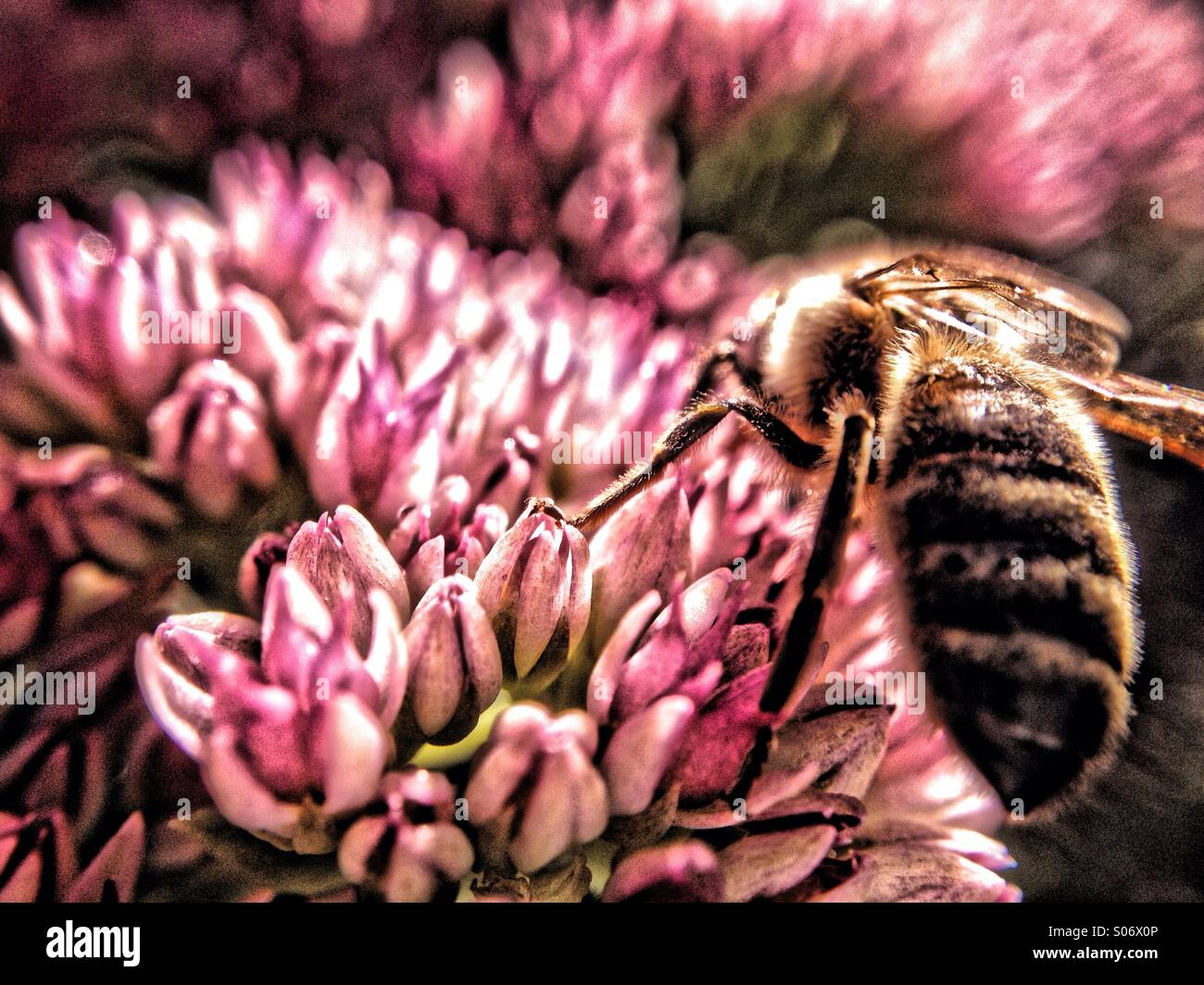 Bee pollinating sedum spectabile Stock Photo - Alamy