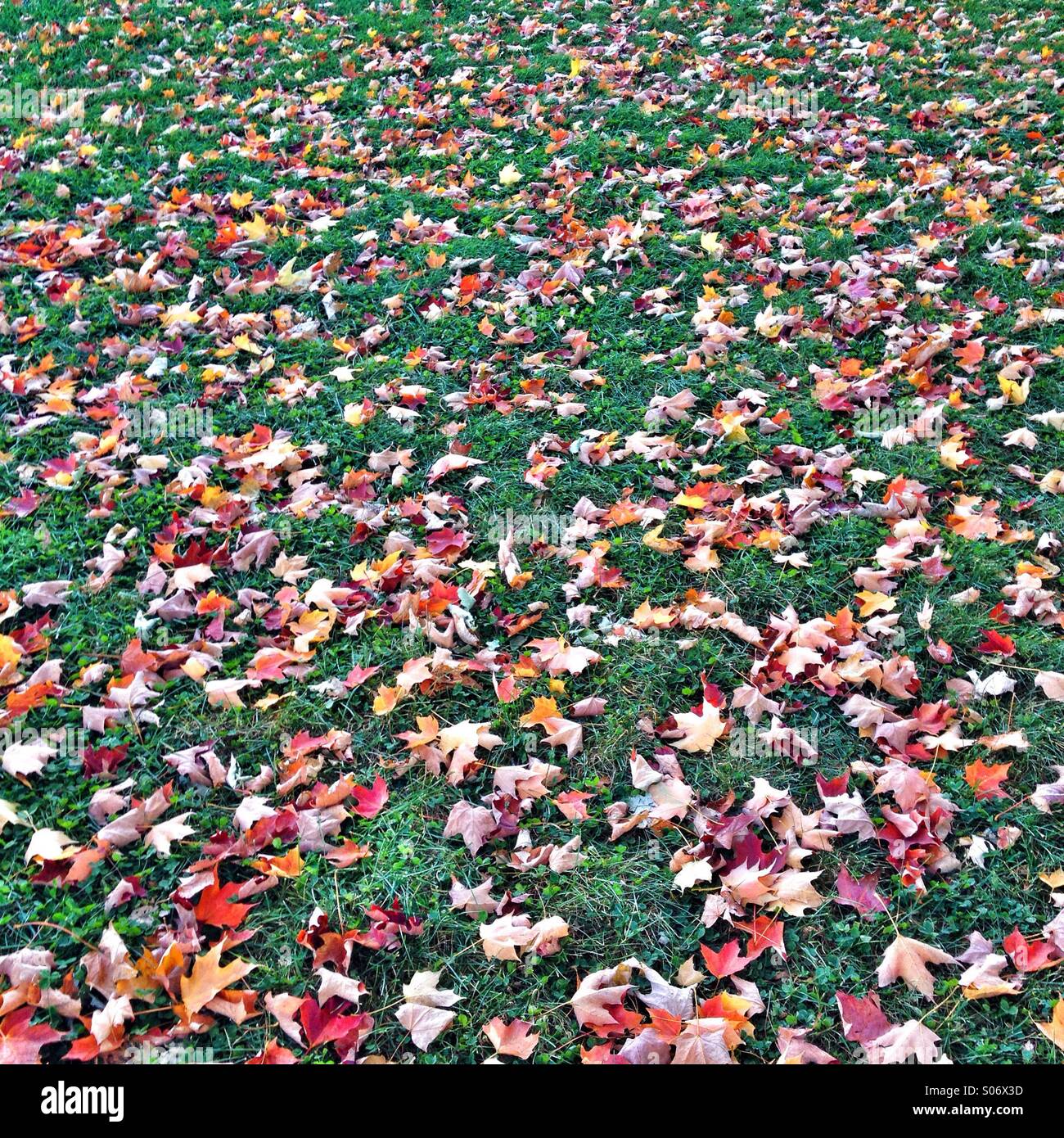 Ground with leaves Stock Photo - Alamy