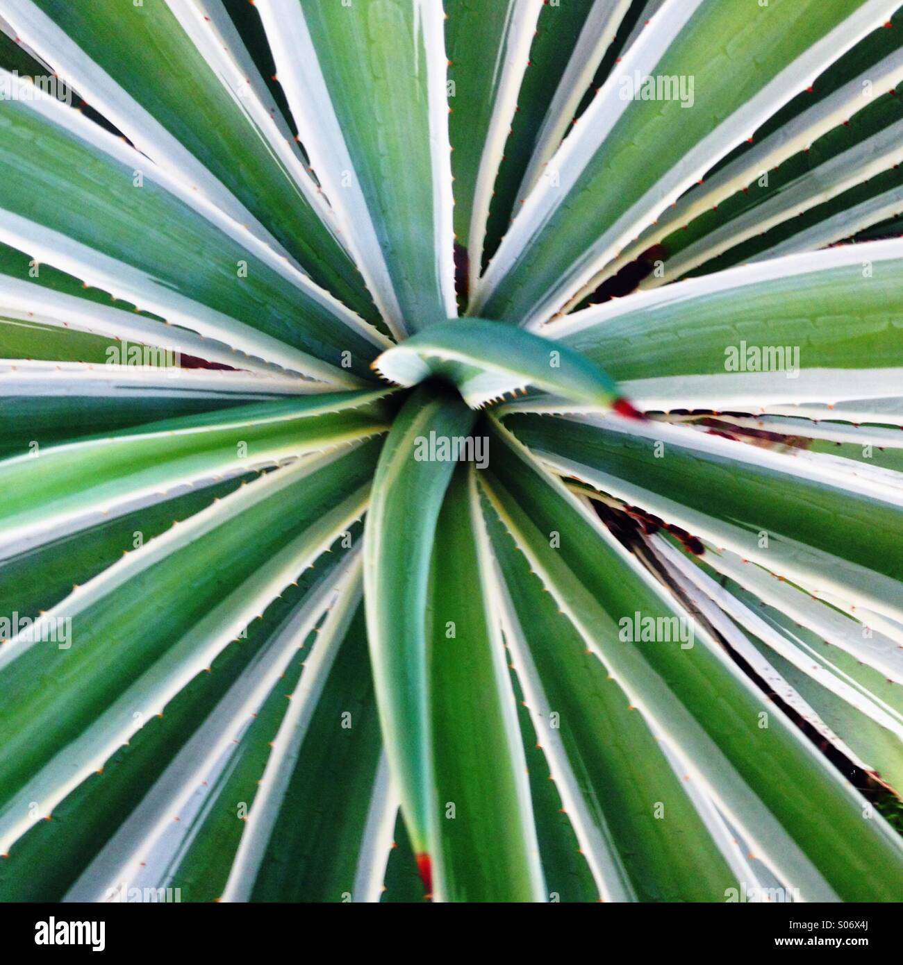 Variegated agave hi-res stock photography and images - Alamy