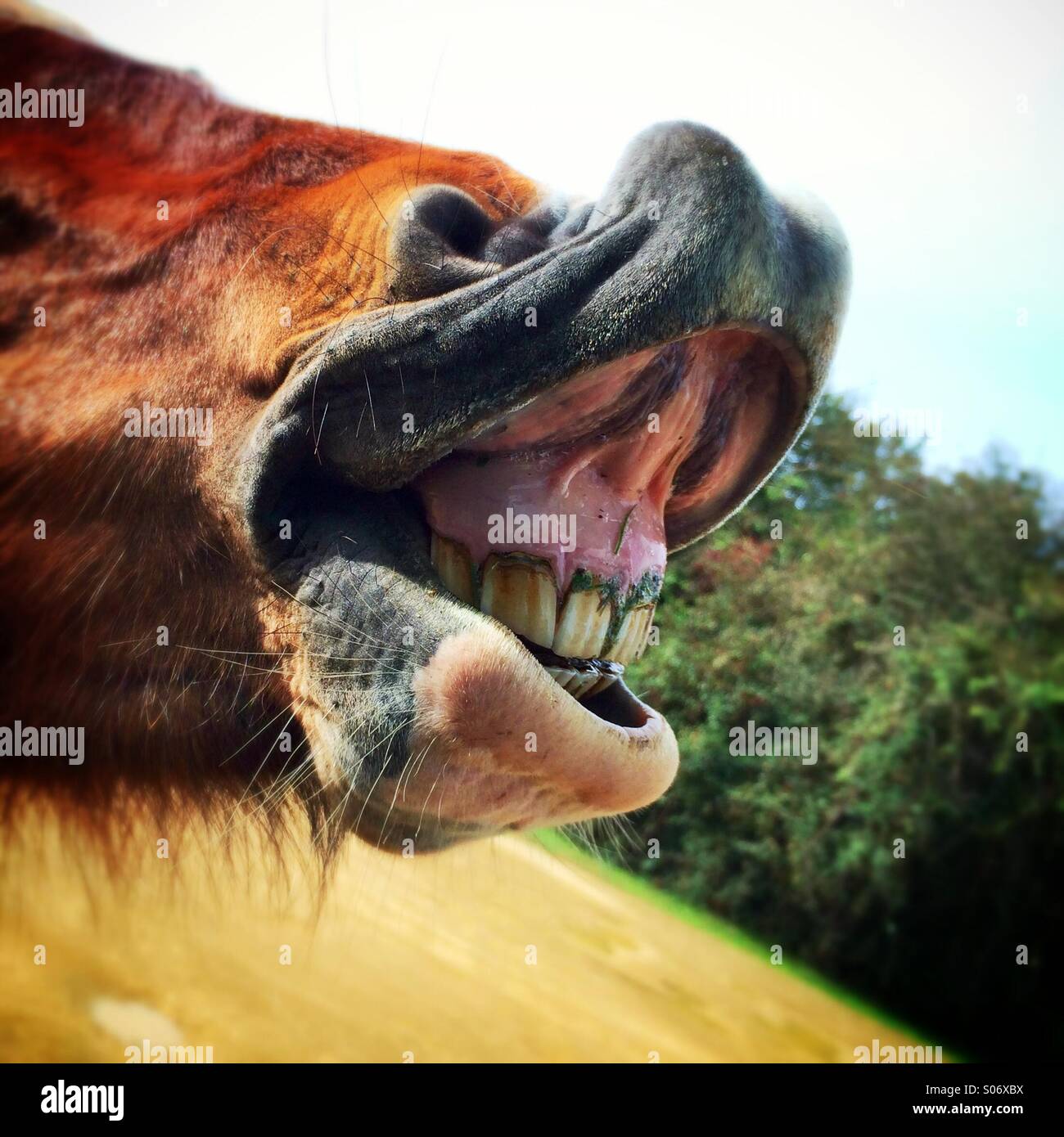Unclean Teeth High Resolution Stock Photography and Images - Alamy