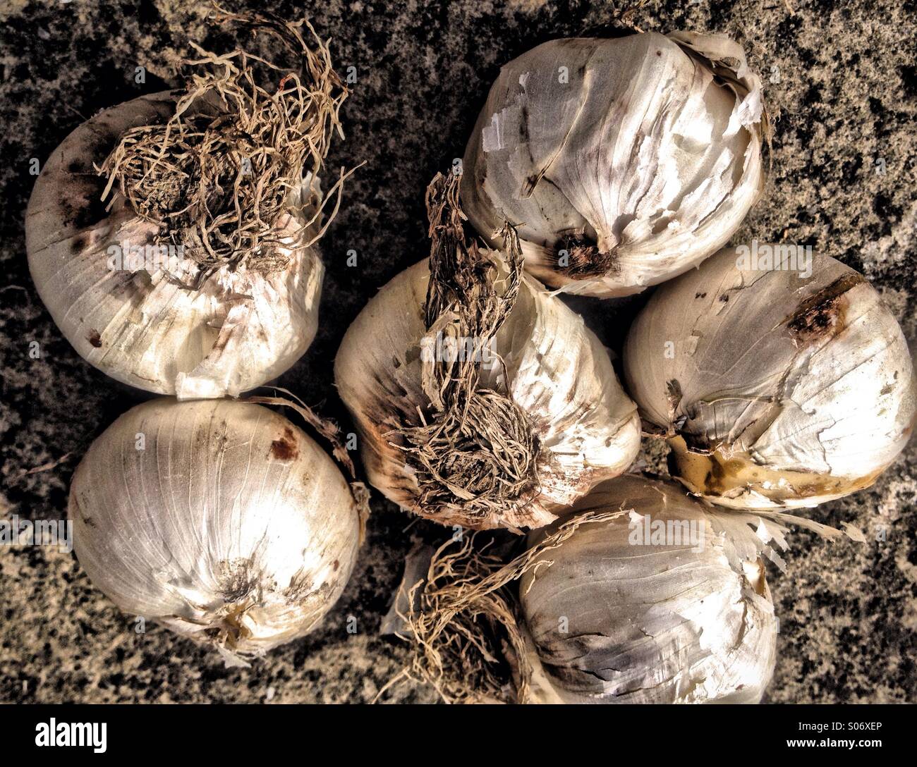 Allium flower bulbs hi-res stock photography and images - Alamy