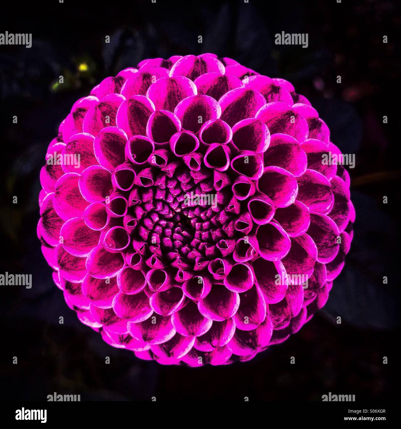 Overhead flower hi-res stock photography and images - Alamy