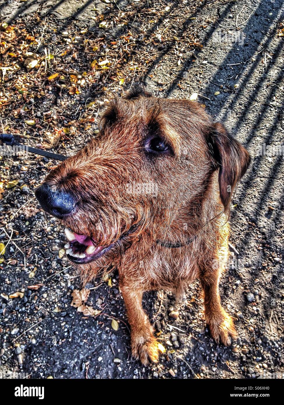 Irish terrier sitting hi-res stock photography and images - Alamy
