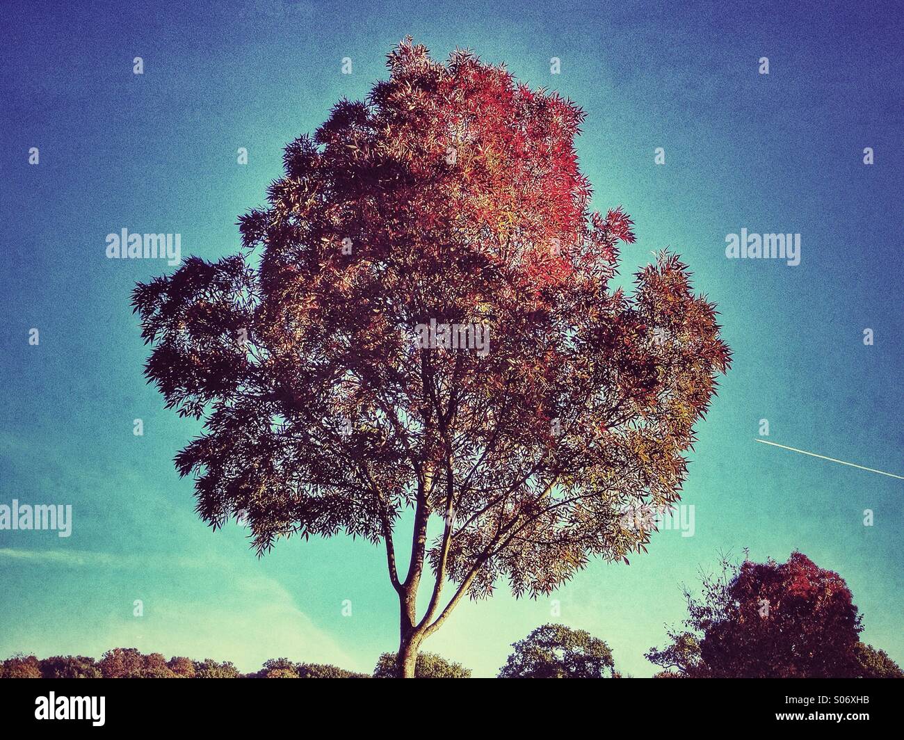 Turning tree leaves hi-res stock photography and images - Alamy