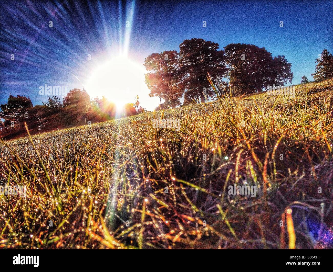 Low level shot looking up over dew covered grass towards top of tree ...