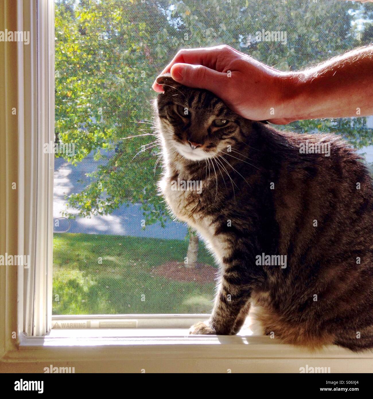 Tabby Cat Face High Resolution Stock Photography and Images - Alamy