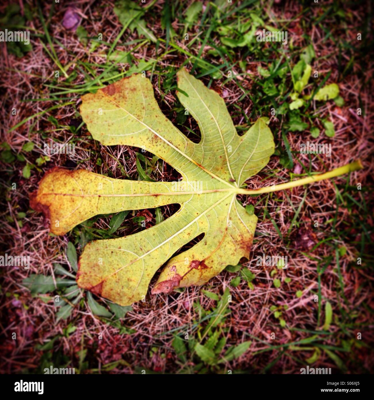 Fallen Leaf High Resolution Stock Photography and Images - Alamy
