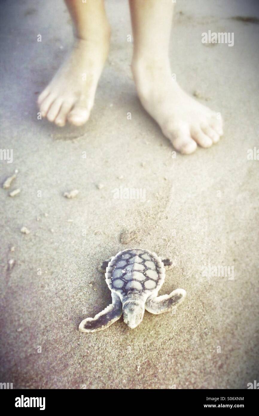 Turtle Feet High Resolution Stock Photography and Images - Alamy