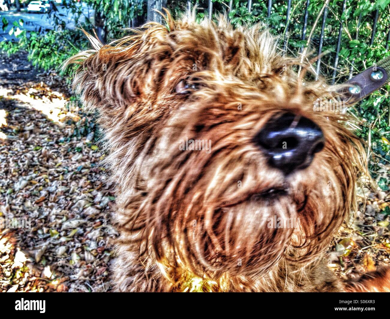 Snapping dog hi-res stock photography and images - Alamy