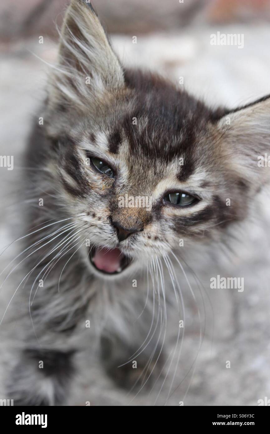 Kitten Yawn High Resolution Stock Photography and Images - Alamy