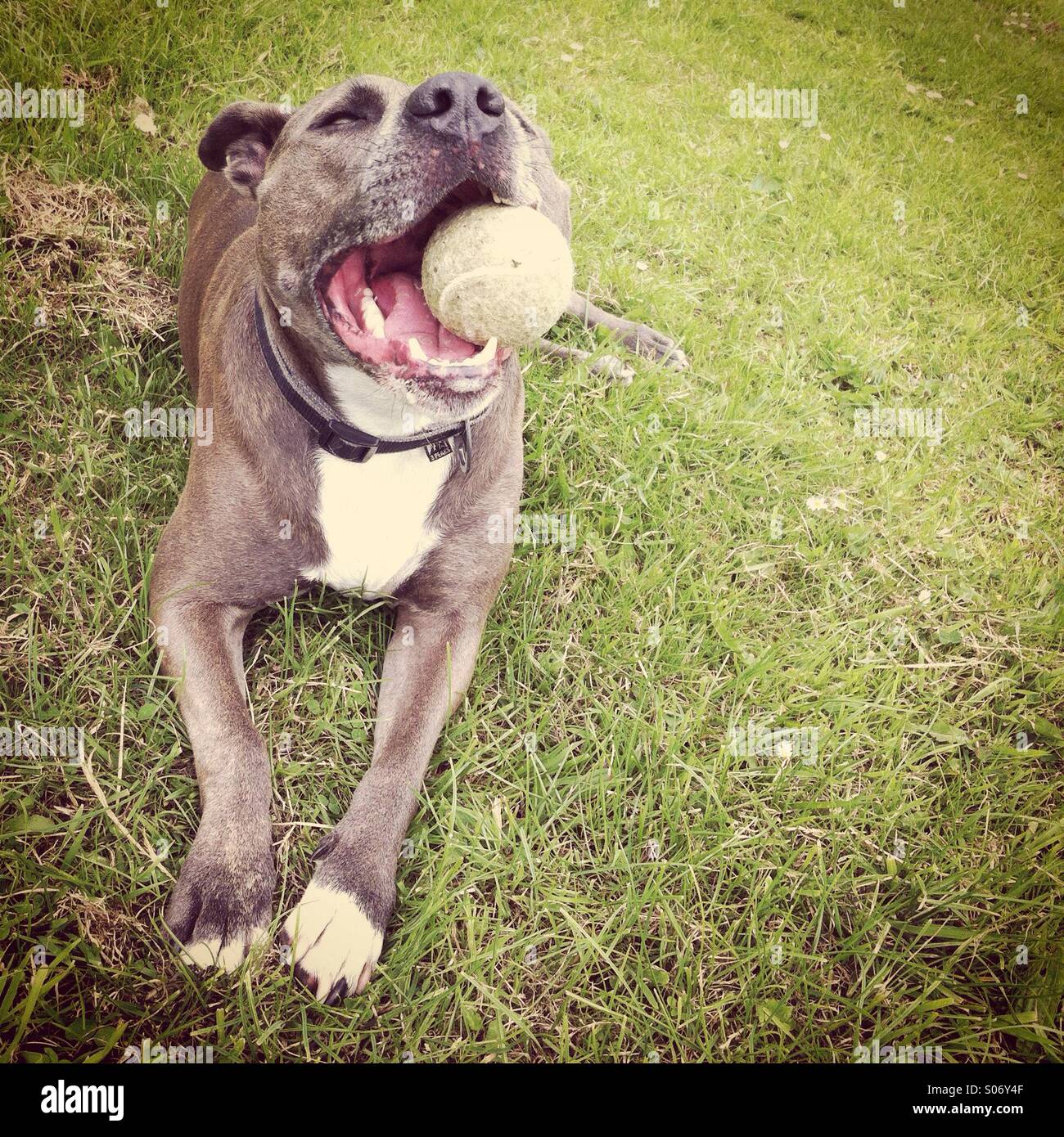 Happy chappy hi-res stock photography and images - Alamy