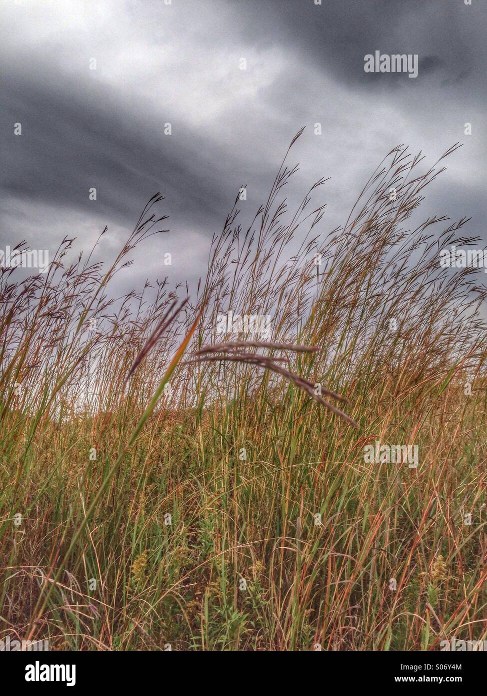 Weeds blowing in wind Stock Photo - Alamy