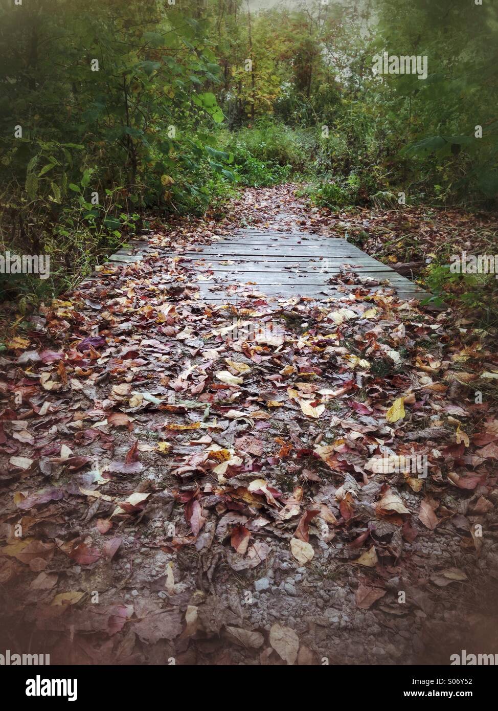 A leaf covered bridge Stock Photo - Alamy