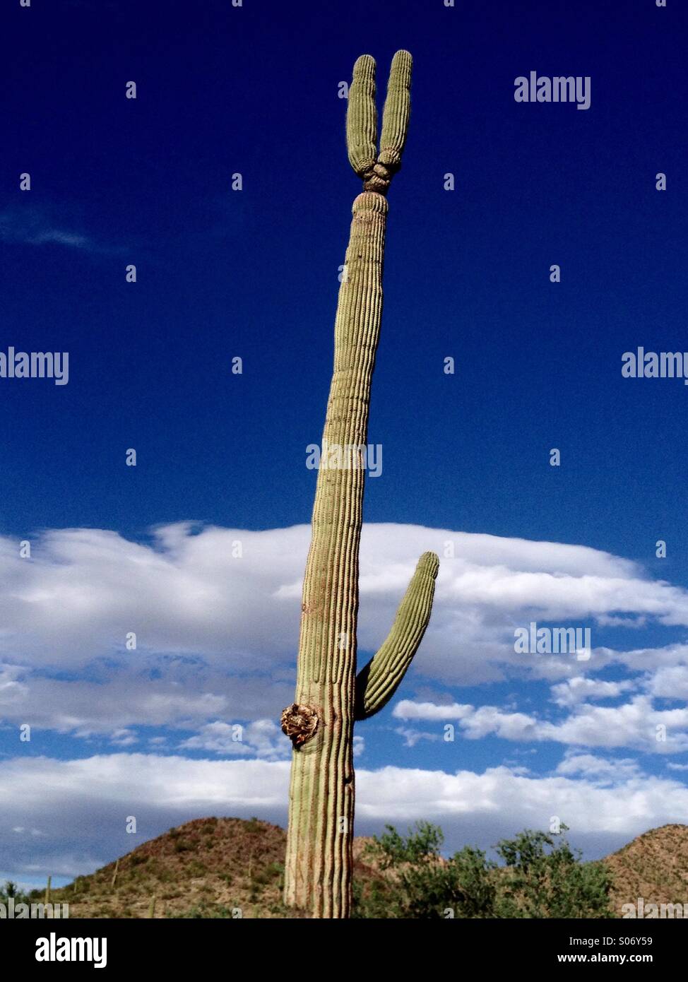 A saguaro cactus stands tall in the Sonoran Desert, Saguaro National ...