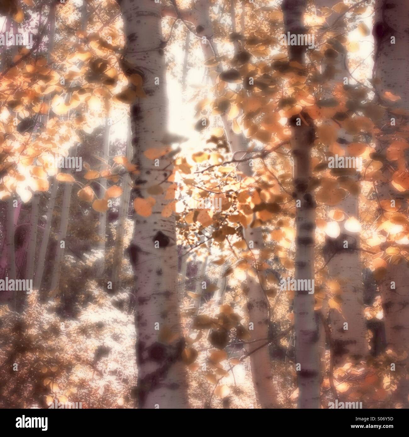 Autumn in a forest Stock Photo - Alamy