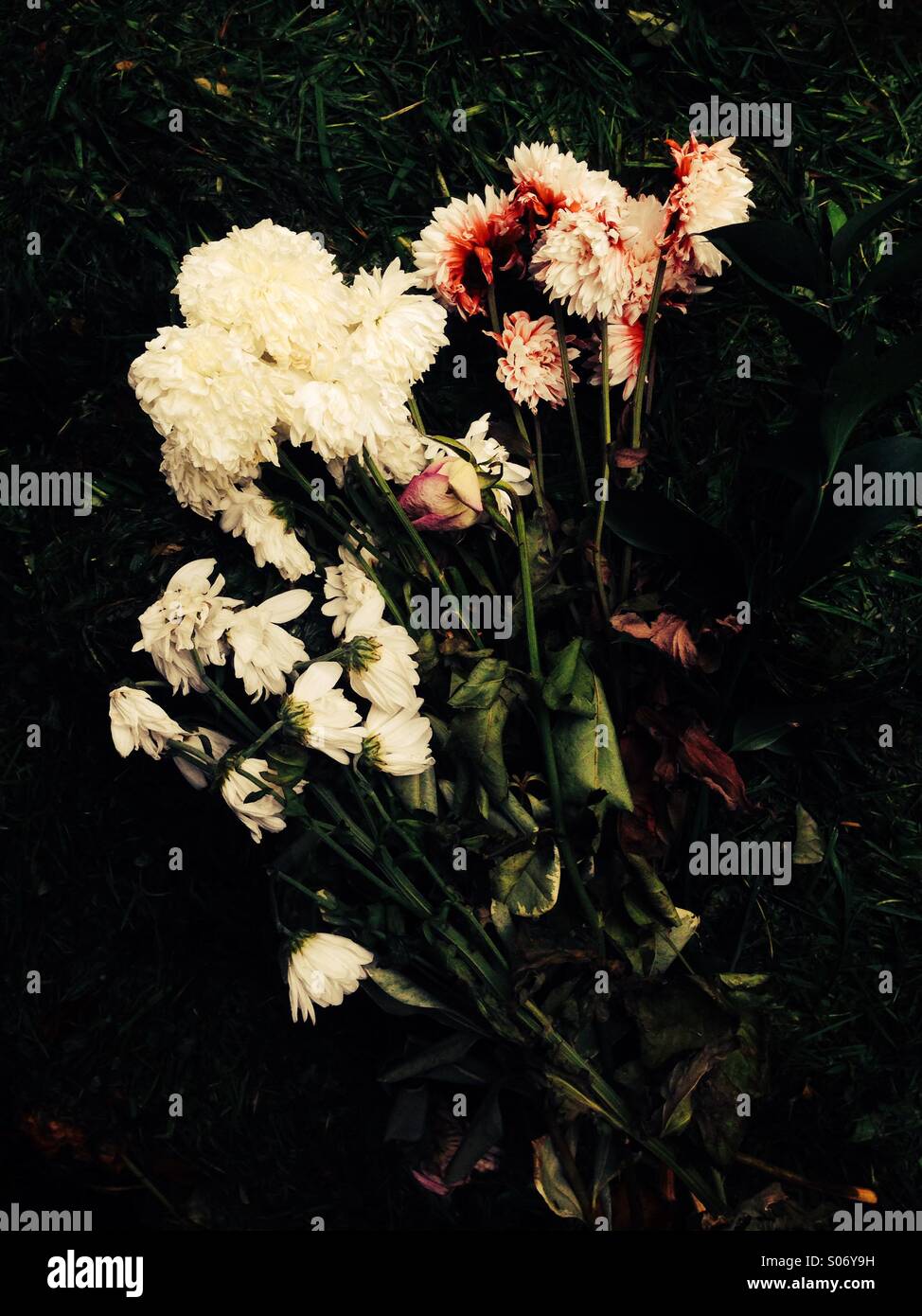 Decay flowers hi-res stock photography and images - Alamy