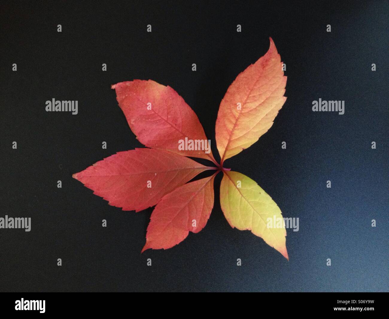 Creeper Leaf High Resolution Stock Photography and Images - Alamy