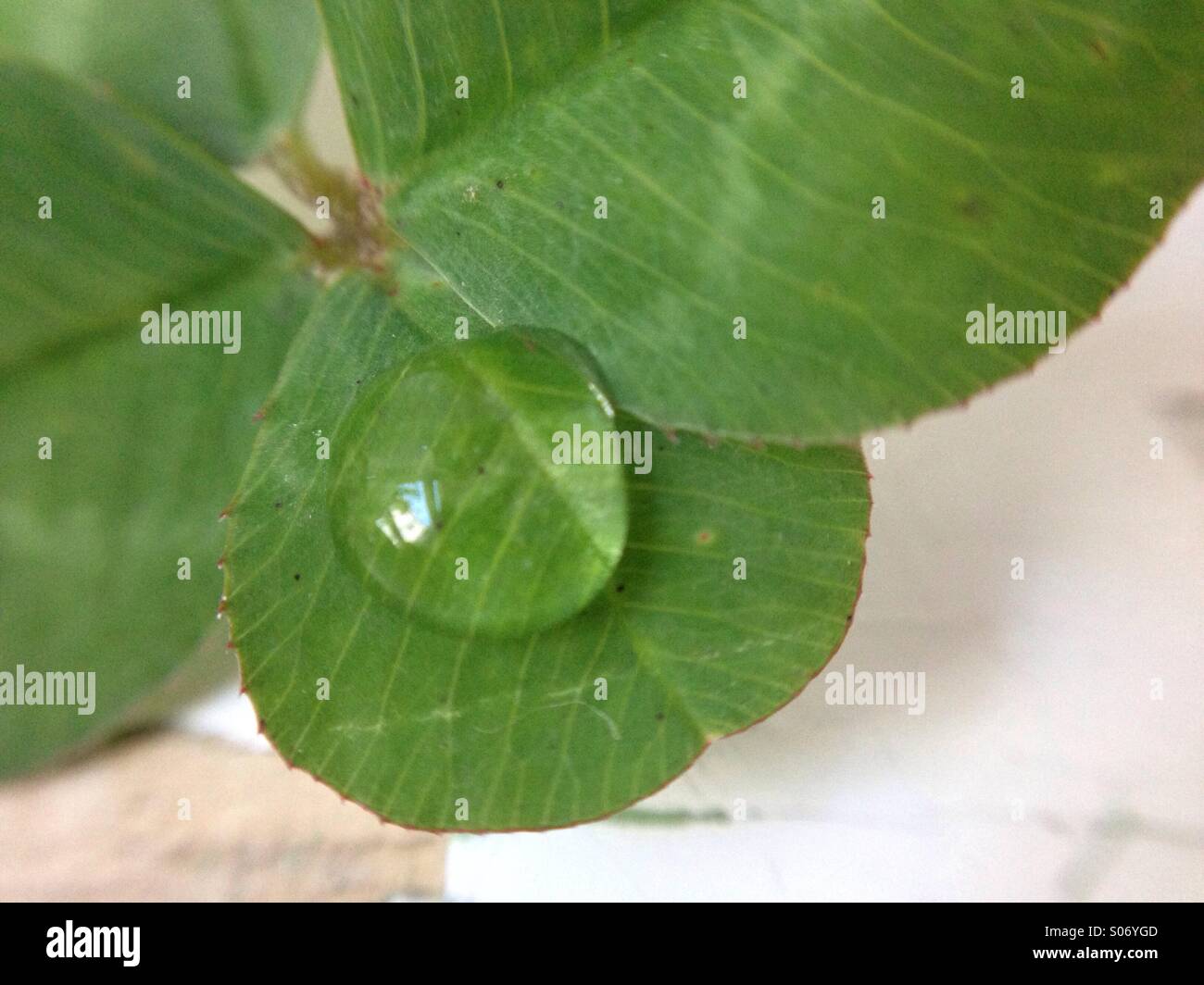 Kleeblatt hi-res stock photography and images - Alamy