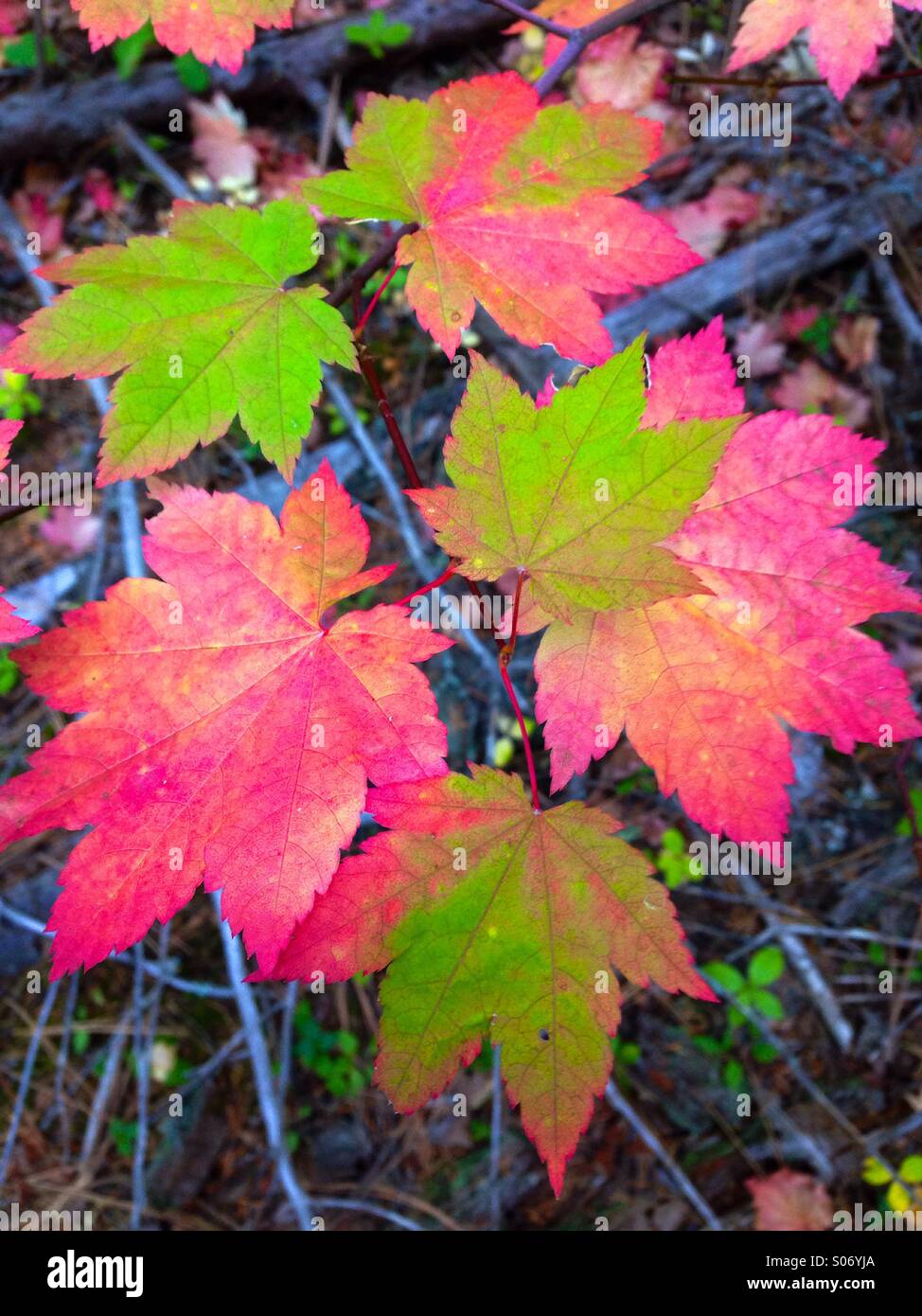 Fall maple leaves Stock Photo - Alamy