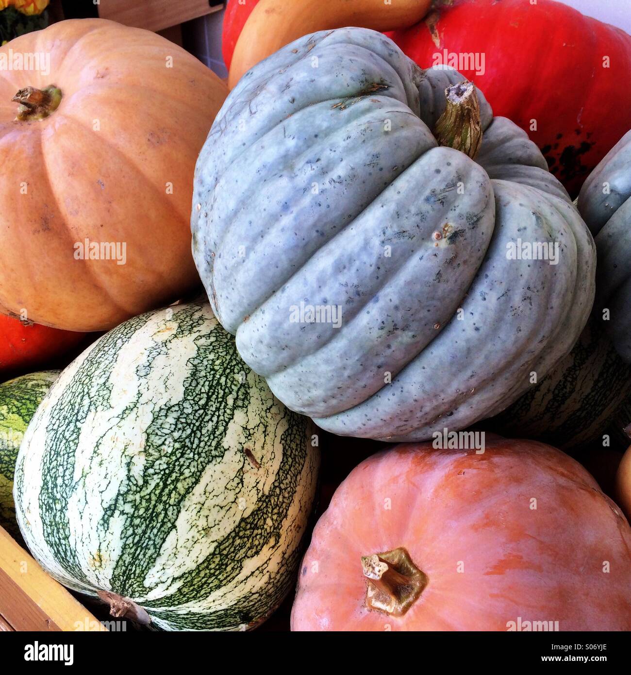 Various kinds of pumpkins Stock Photo - Alamy
