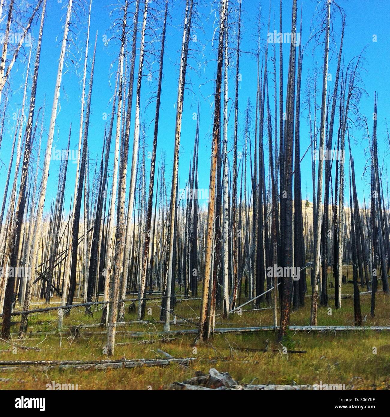 Stripped of trees hi-res stock photography and images - Alamy