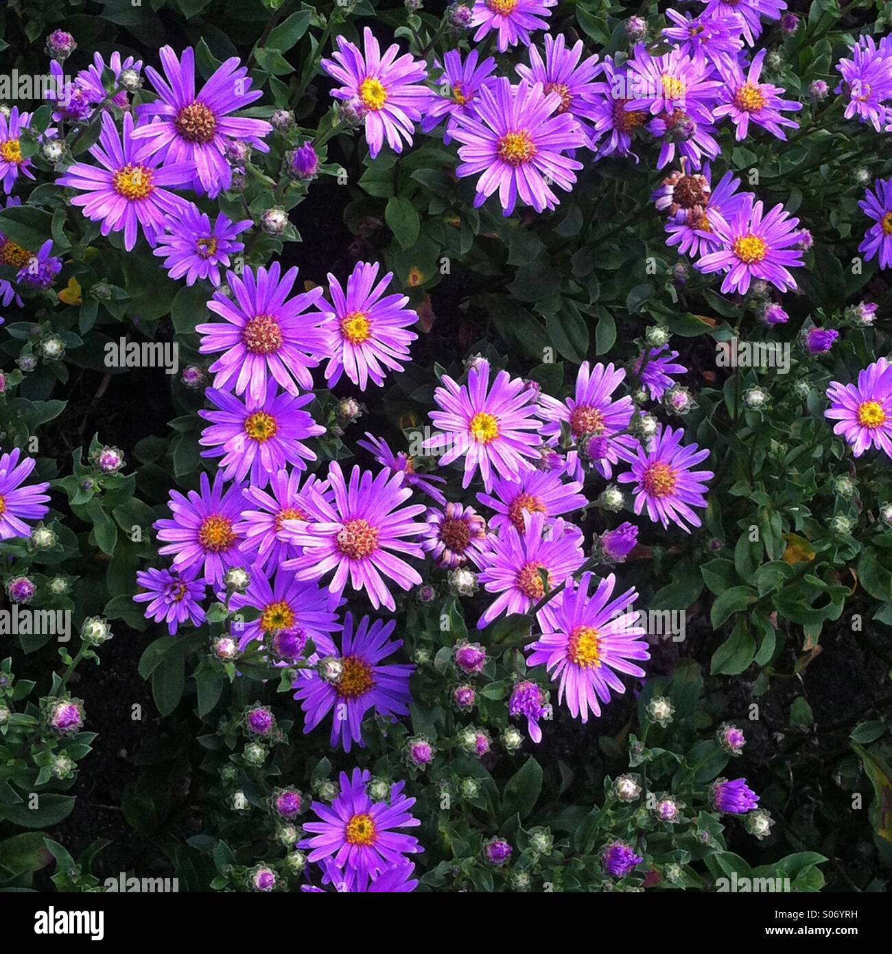 Michaelmas daisy flowers England UK Stock Photo - Alamy
