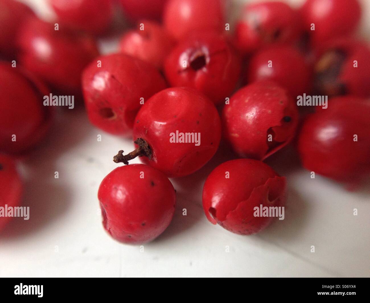 Rosa rosa rot hi-res stock photography and images - Alamy