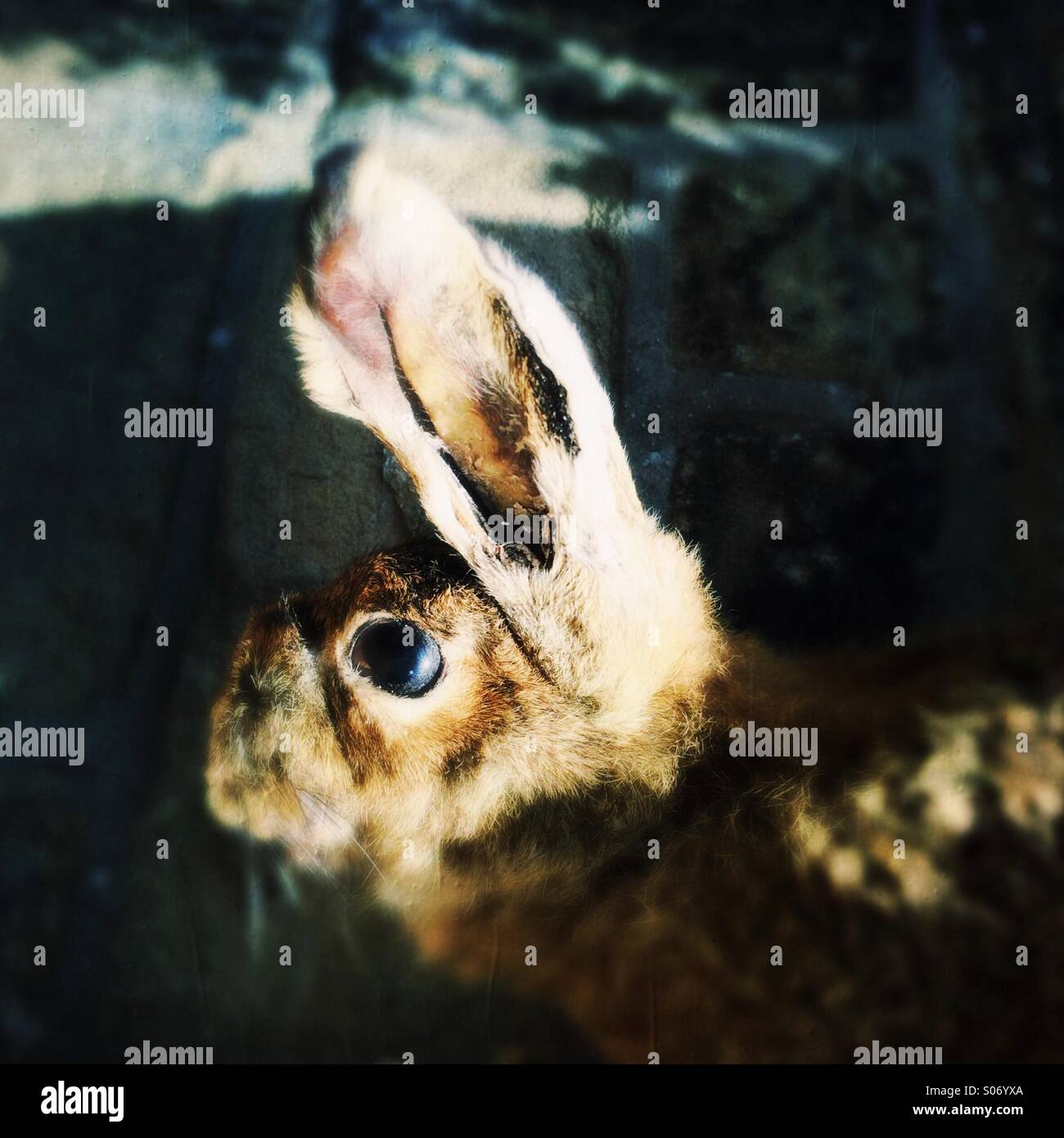 A stuffed hate Stock Photo - Alamy