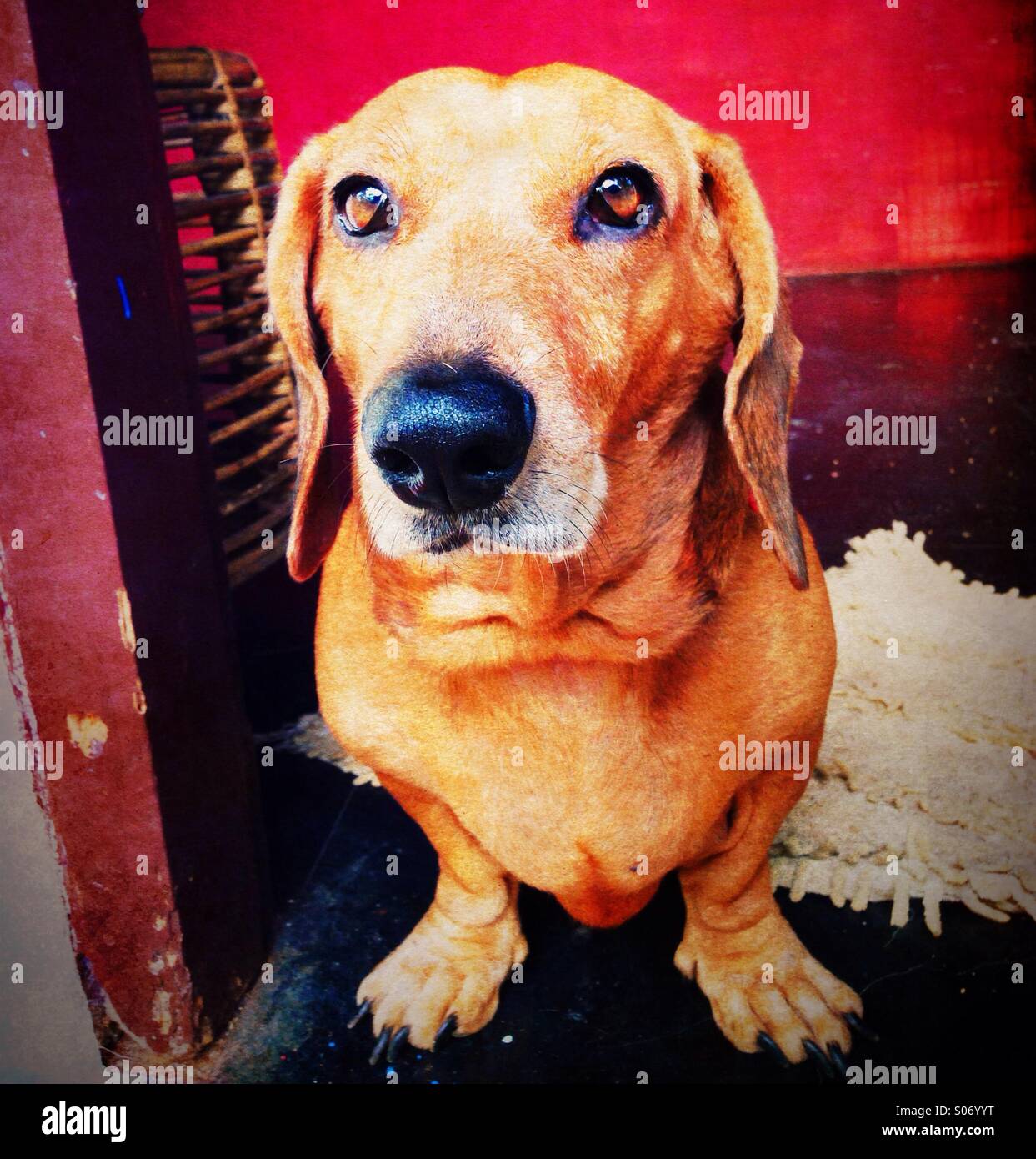 Dashing dachshund hi-res stock photography and images - Alamy