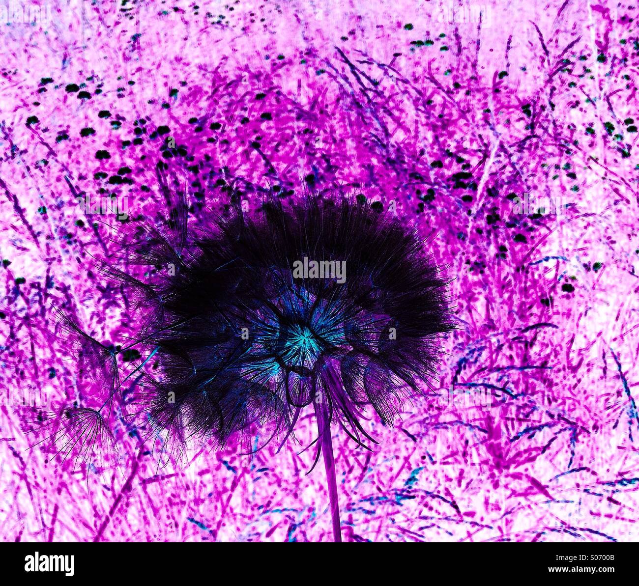 Flower color contrast hi-res stock photography and images - Alamy