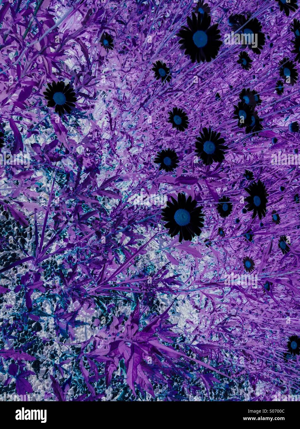 Color contrast flower hi-res stock photography and images - Alamy