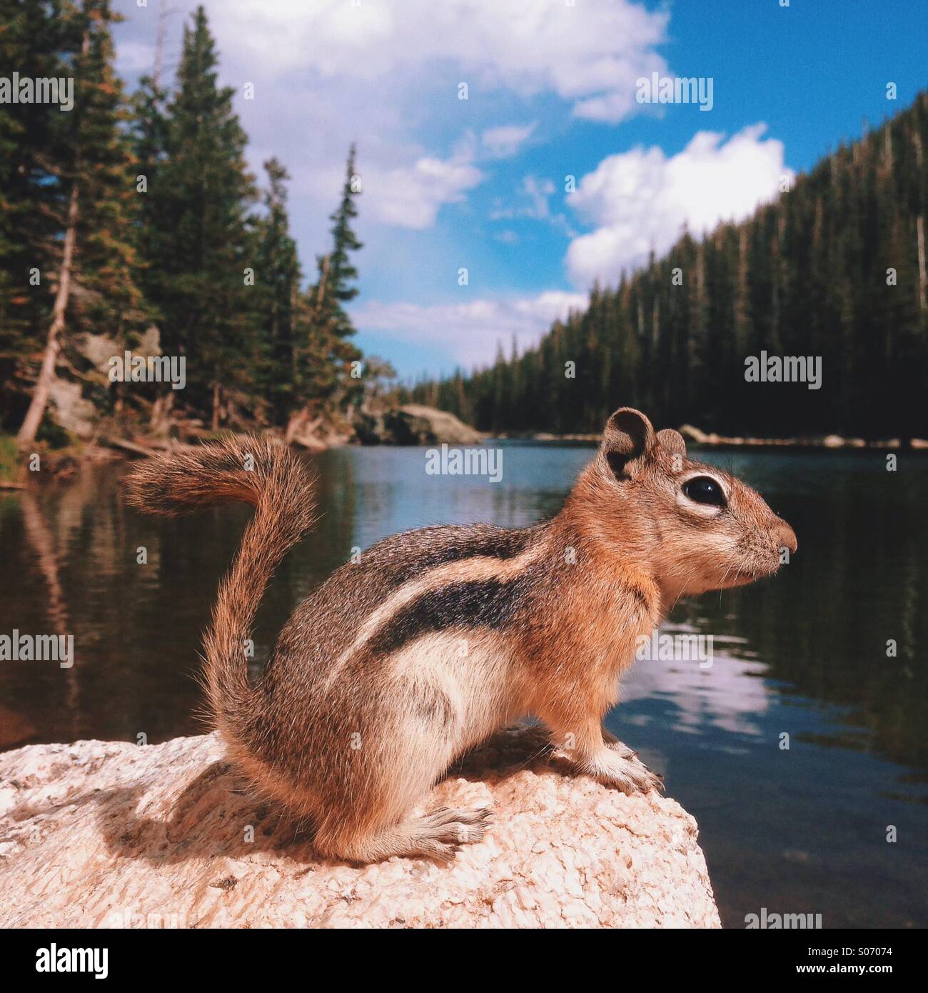 Chipmunk hi-res stock photography and images - Alamy