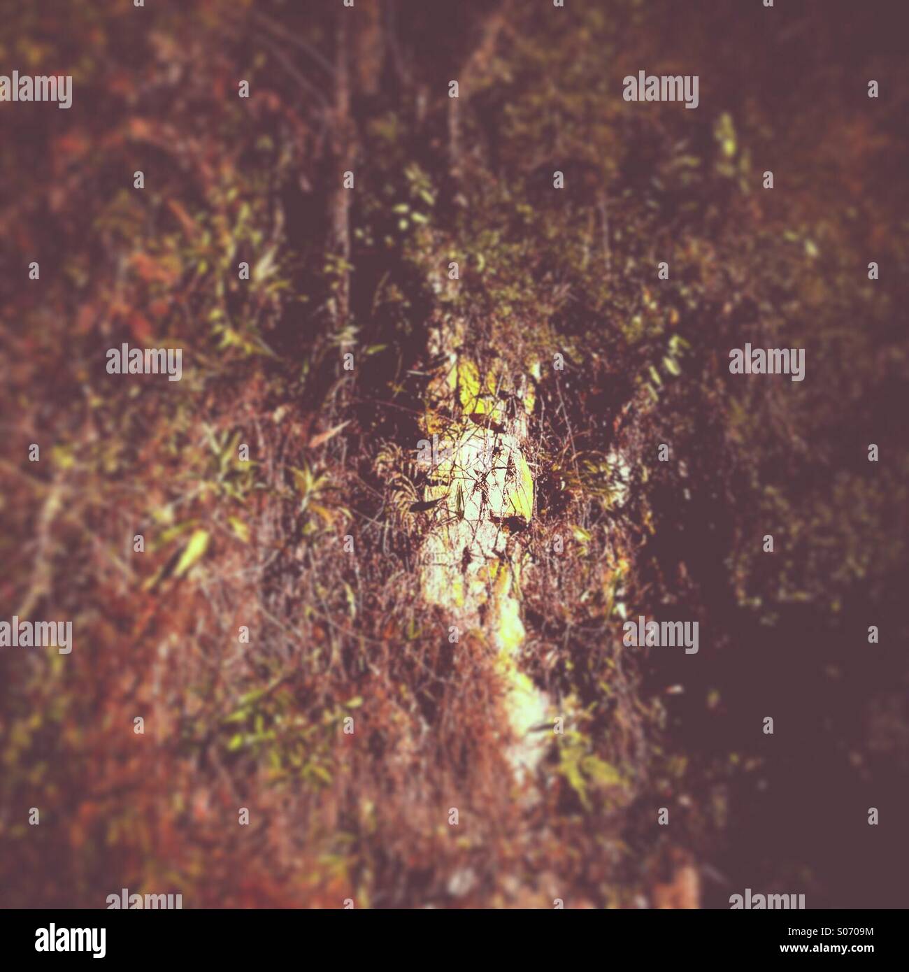 Scary Trees High Resolution Stock Photography and Images - Alamy