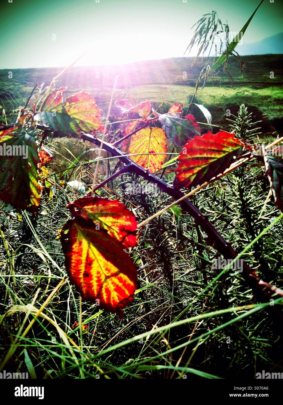 Irish autumn landscape hi-res stock photography and images - Alamy