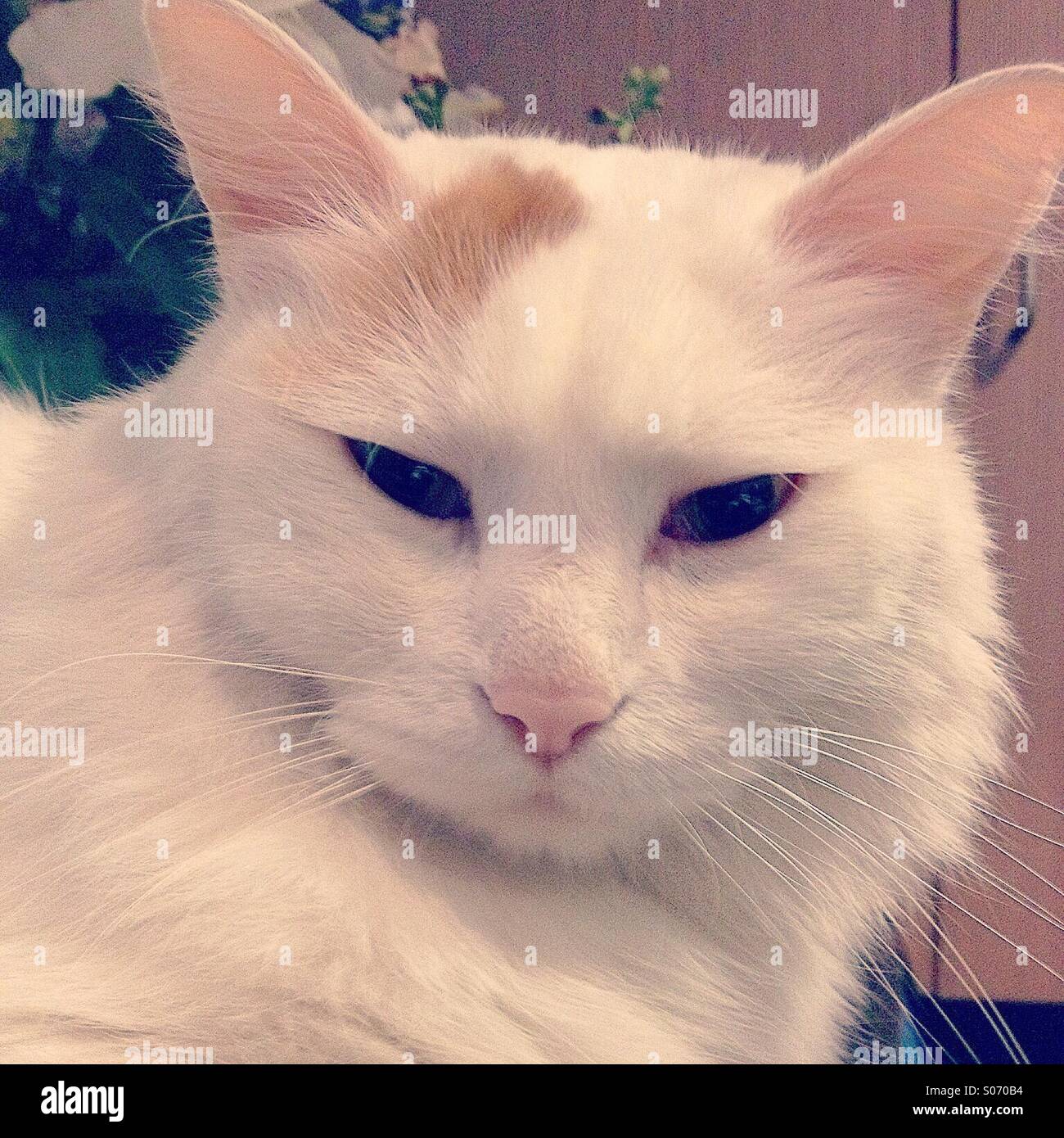 Cat killer hi-res stock photography and images - Alamy