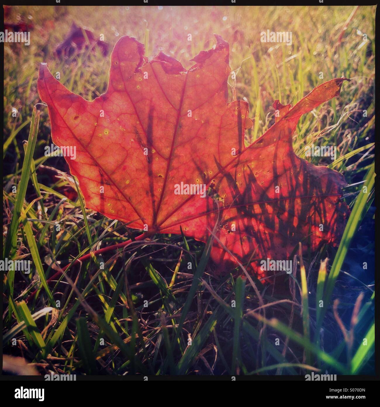 Leaf in the sun hi-res stock photography and images - Alamy