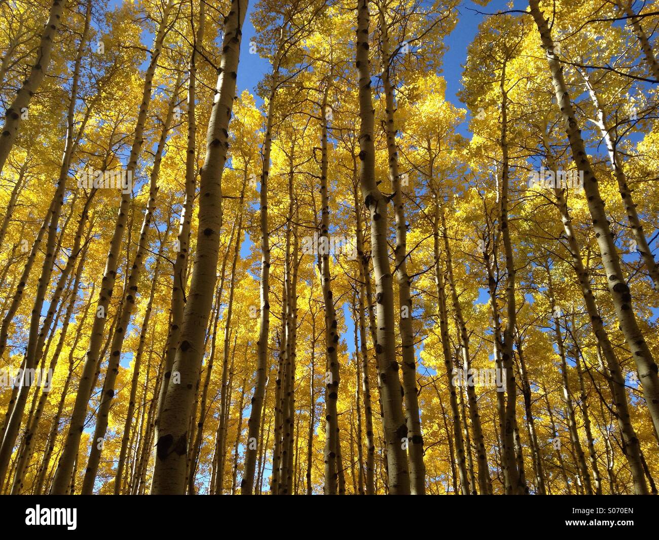 Golden aspens hi-res stock photography and images - Alamy