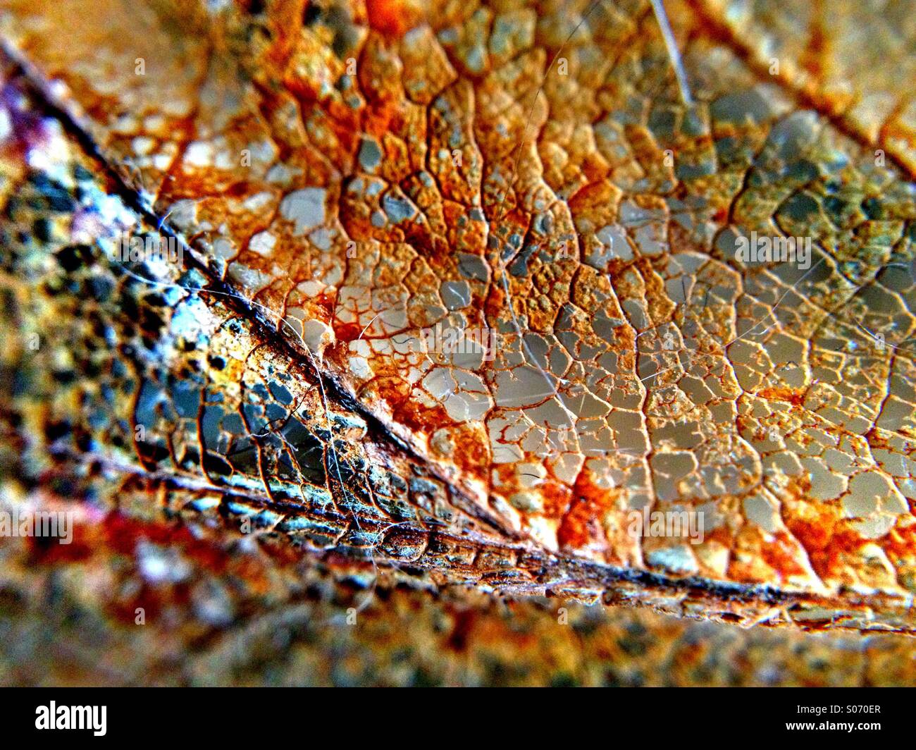 Decaying leaf hi-res stock photography and images - Alamy