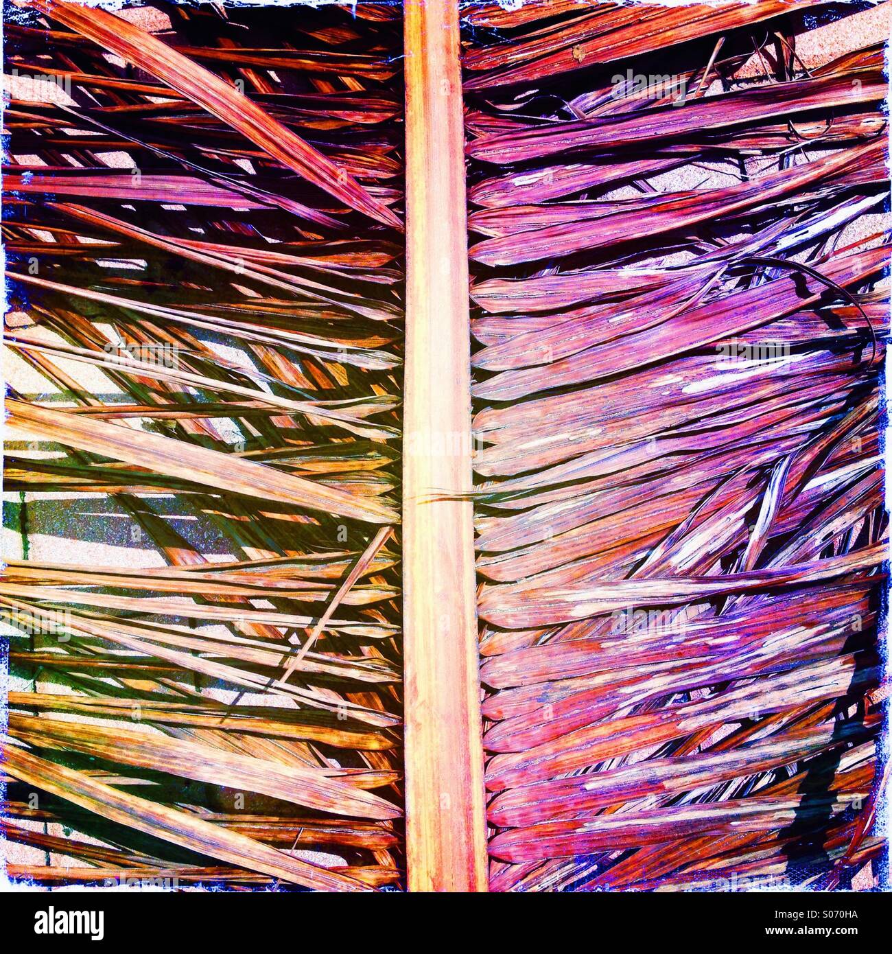 Dried palm hi-res stock photography and images - Alamy