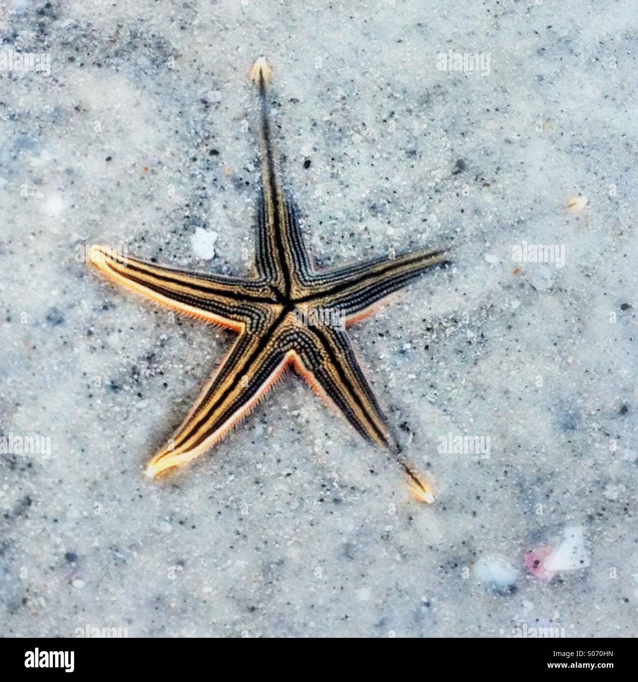 Starfish in a beach hi-res stock photography and images - Alamy