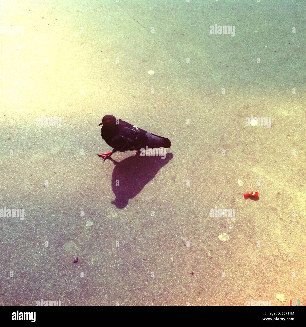 Pigeon and shadow walking Stock Photo - Alamy