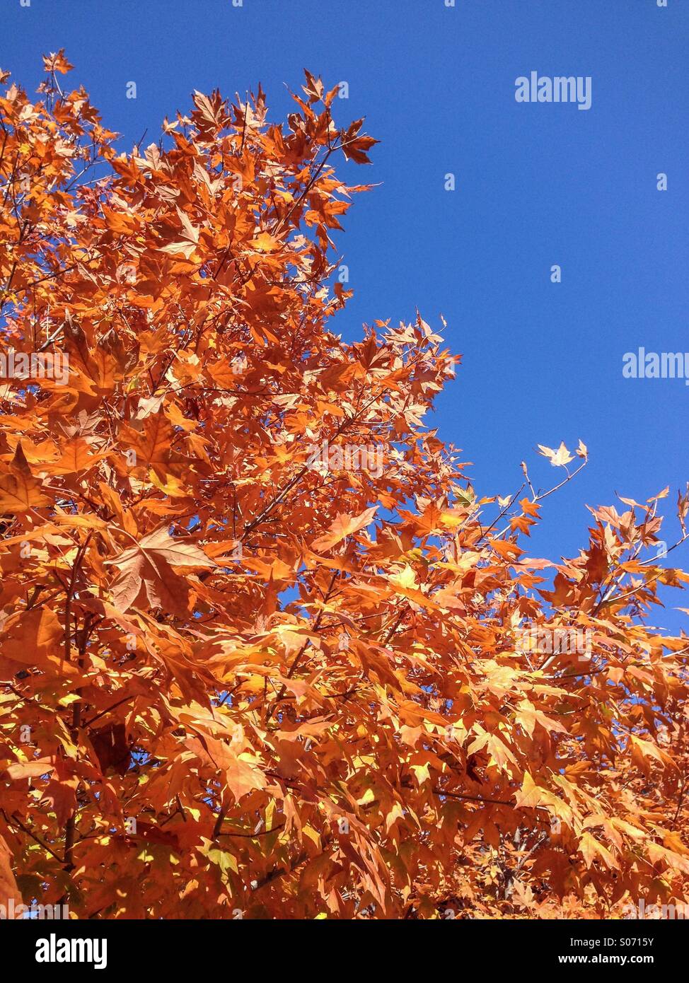 Leafs changing color in fall Stock Photo - Alamy