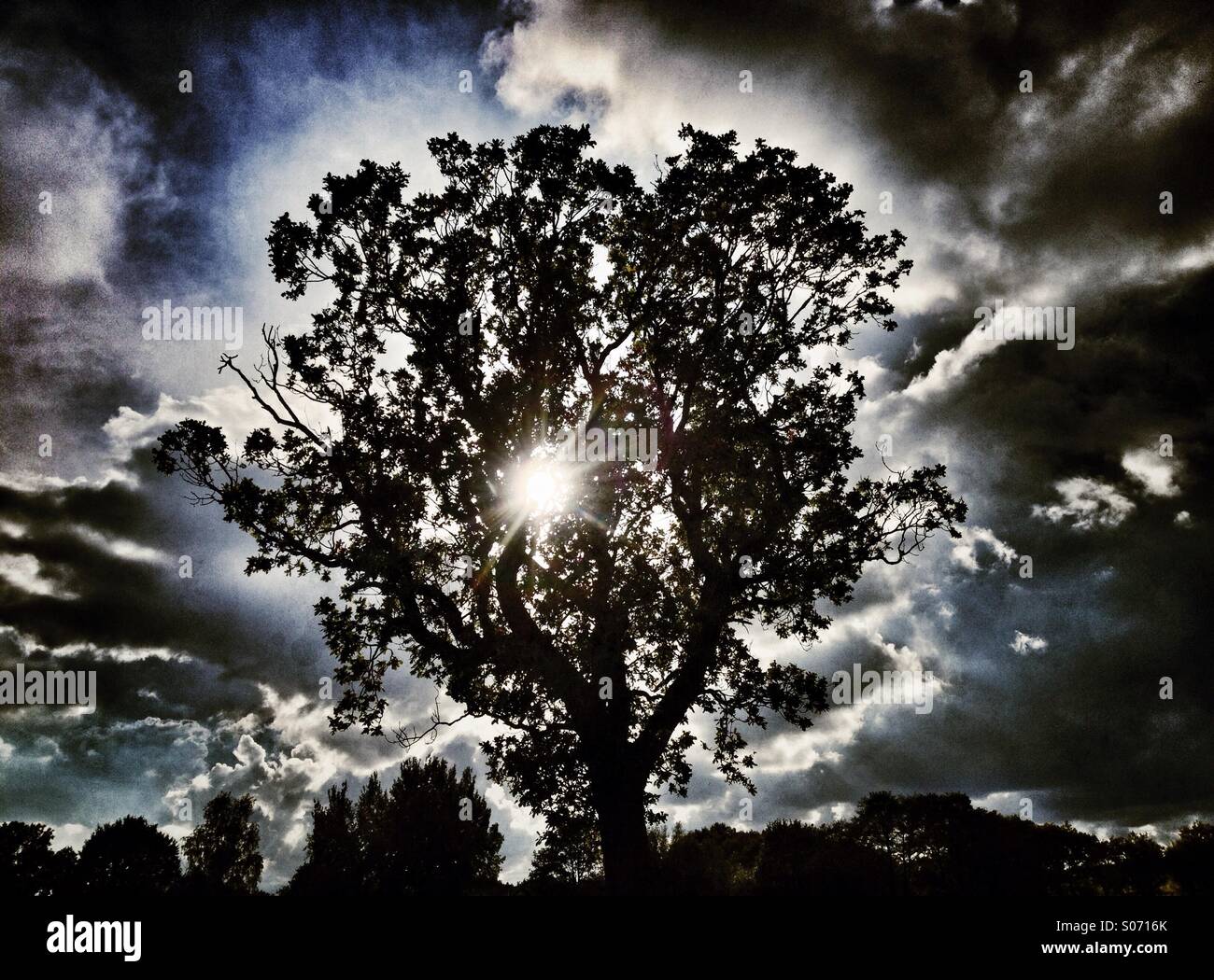 Sun bursting through tree in silhouette Stock Photo - Alamy