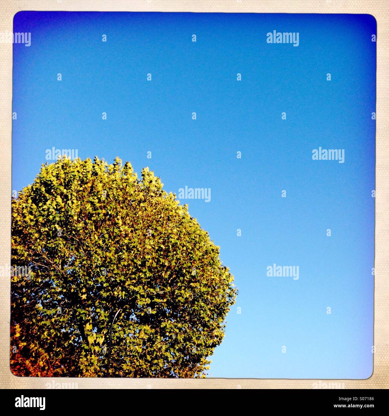 Tree full of leaves hi-res stock photography and images - Alamy