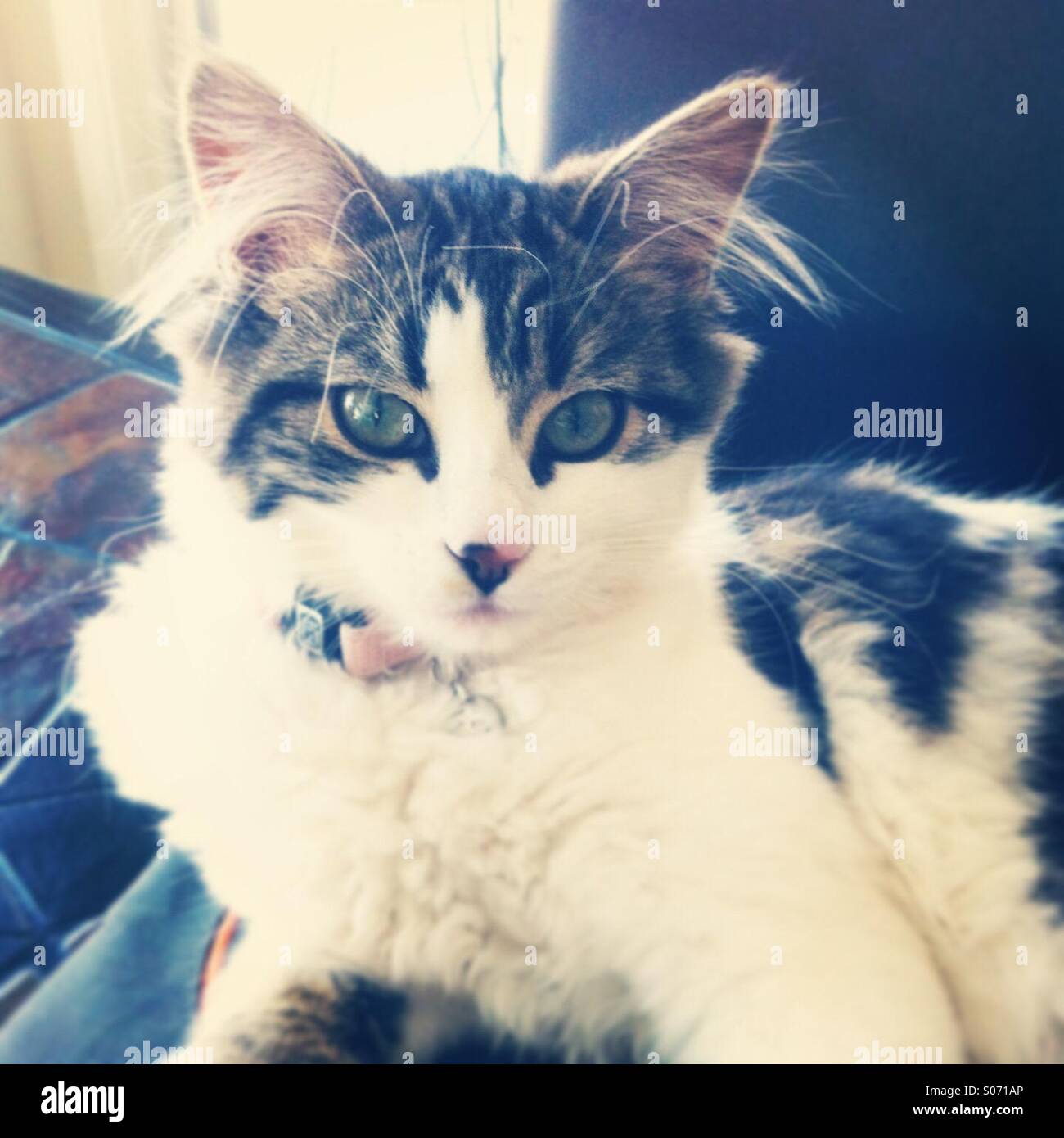 Cat Stock Photo - Alamy