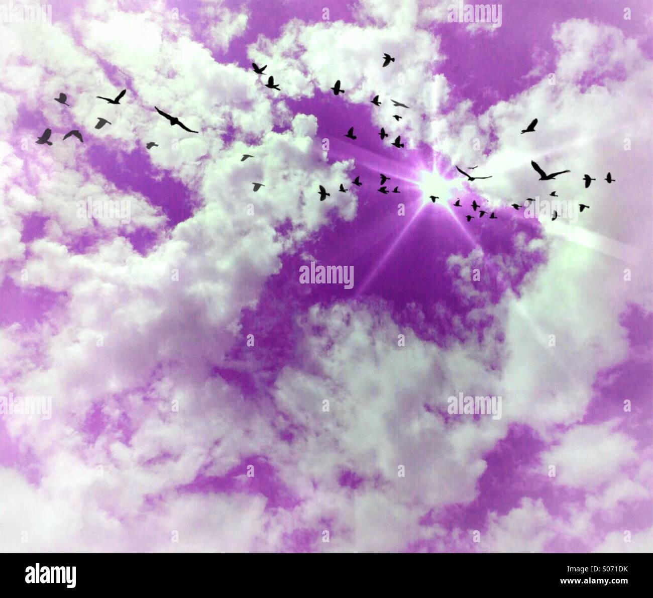 Cloudy purple sky with birds hi-res stock photography and images - Alamy